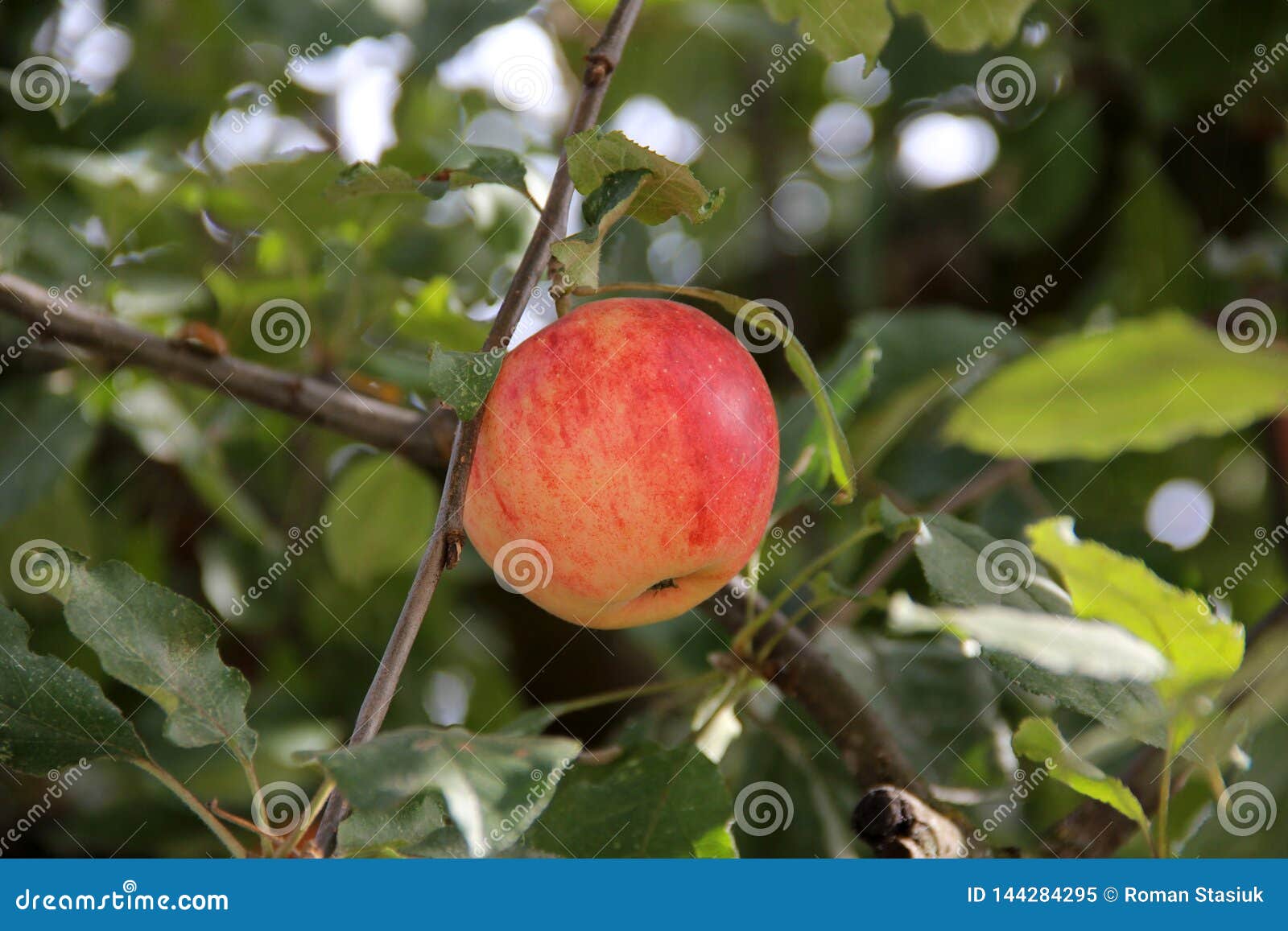An apple on a tree. Nature stock image. Image of health - 144284295