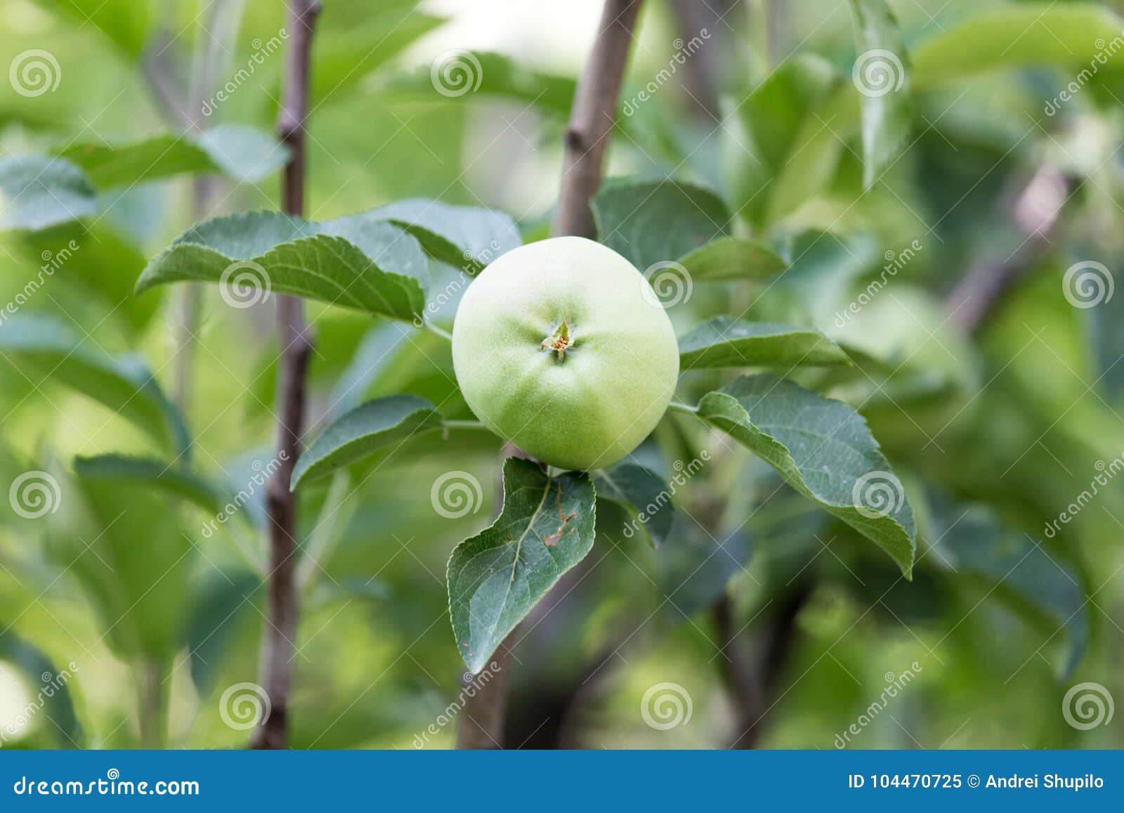 Apple on the Tree in Nature Stock Image - Image of large, agriculture ...
