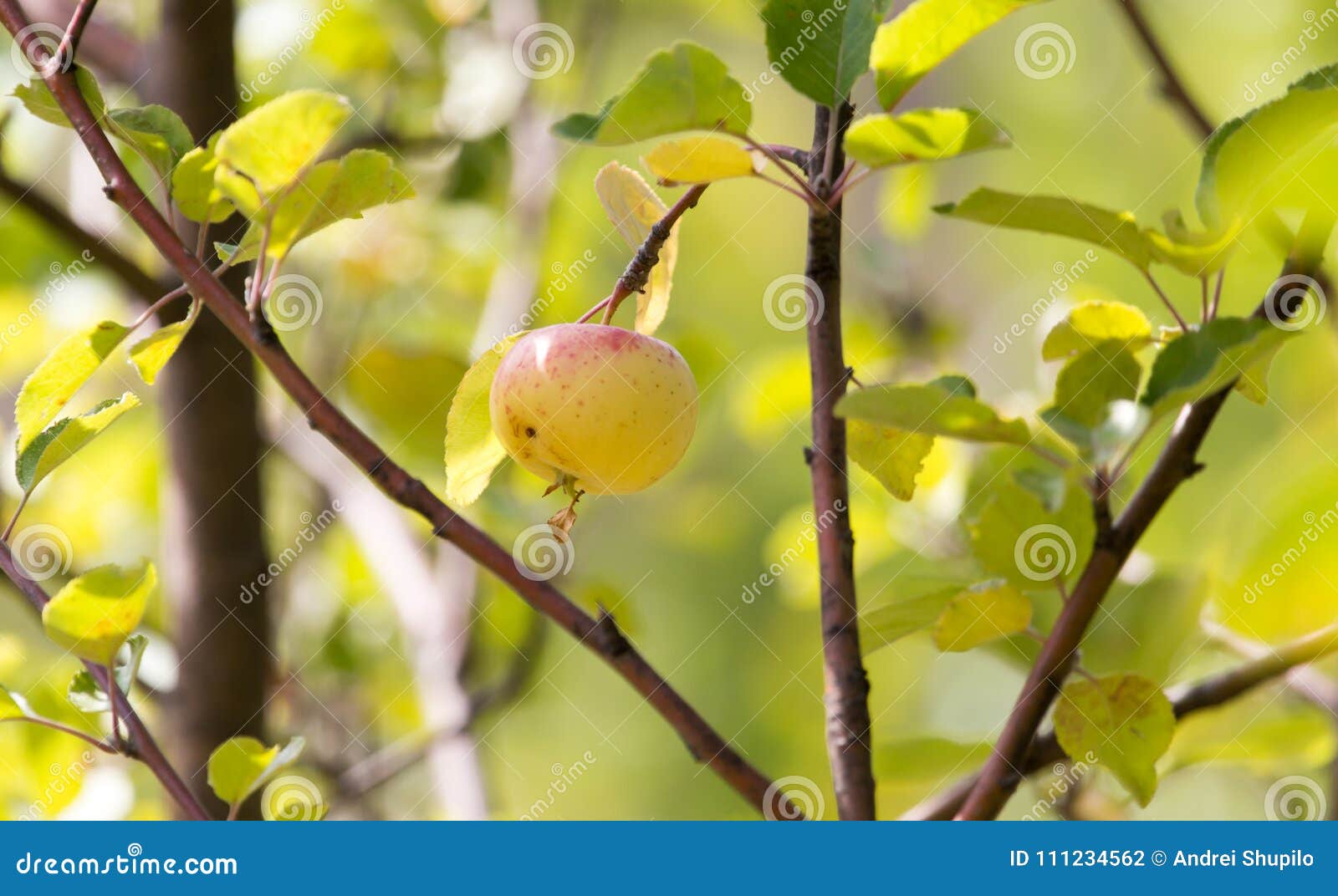 Apple on tree in nature stock photo. Image of horticulture - 111234562