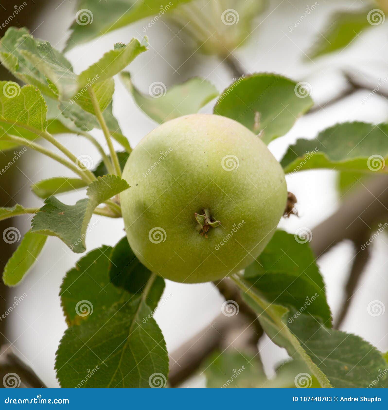 Apple on tree in nature stock image. Image of care, garden - 107448703