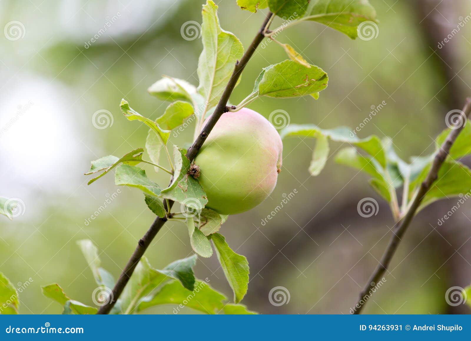Apple on tree in nature stock image. Image of branch - 94263931