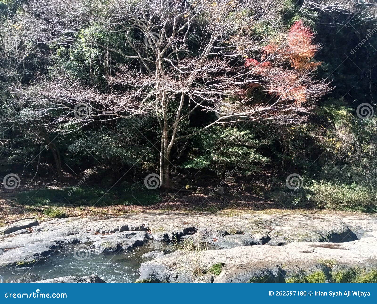 An Apple Tree with almost No Leaves Near the Lake Stock Photo - Image ...