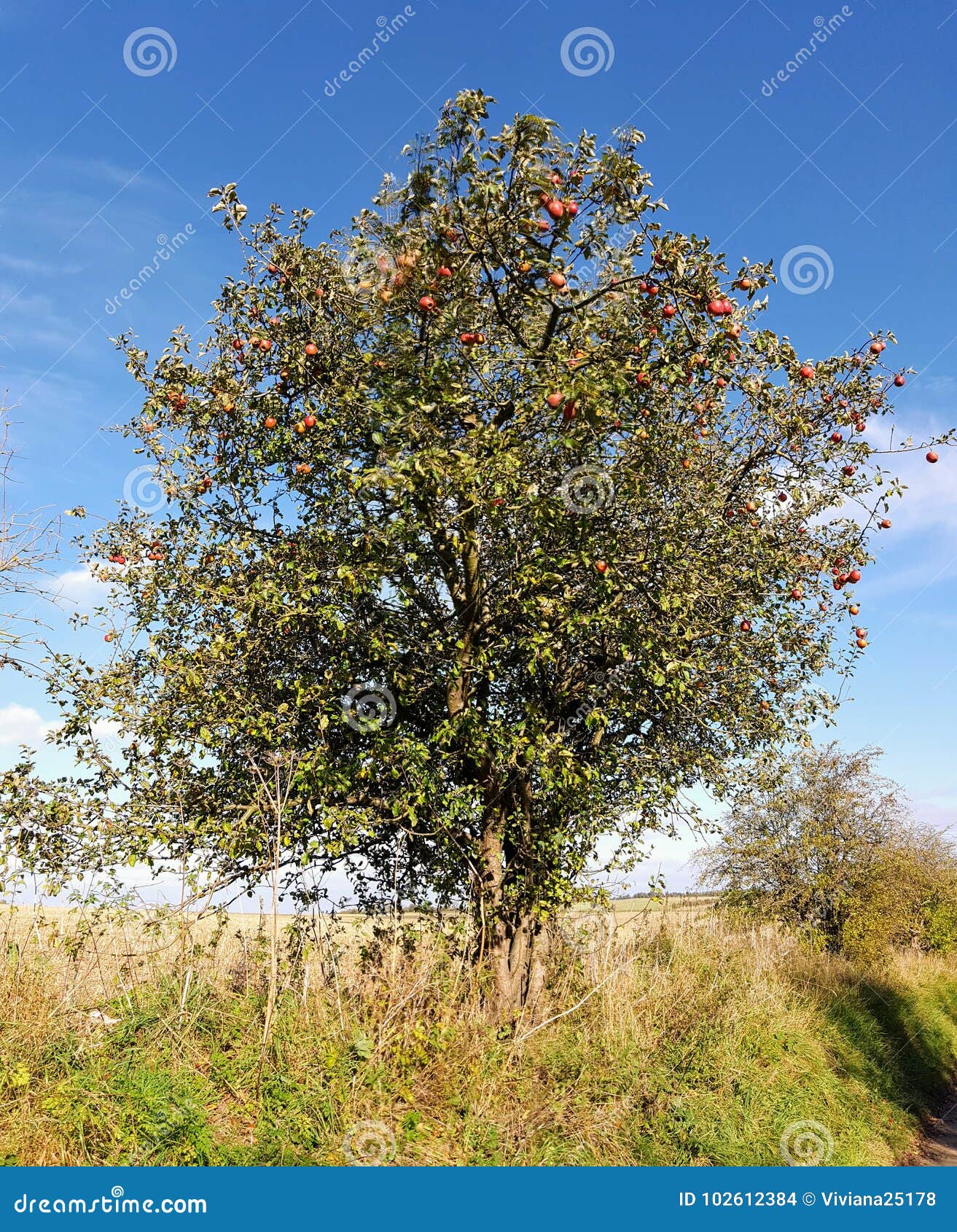 Apple tree stock photo. Image of full, clouds, fruits - 102612384