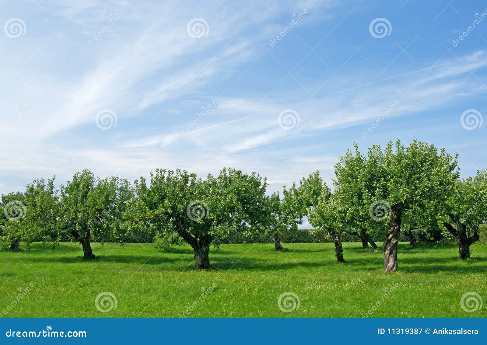 Apple tree orchard stock image. Image of natural, park - 11319387
