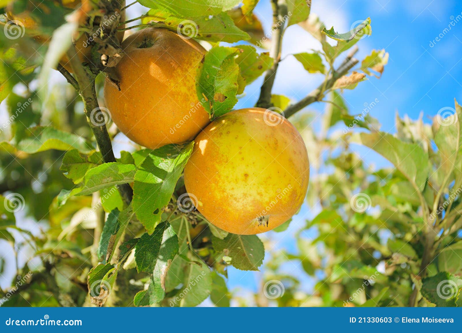 Apple on a Tree in Orchard Blue Sky Stock Image - Image of closeup ...