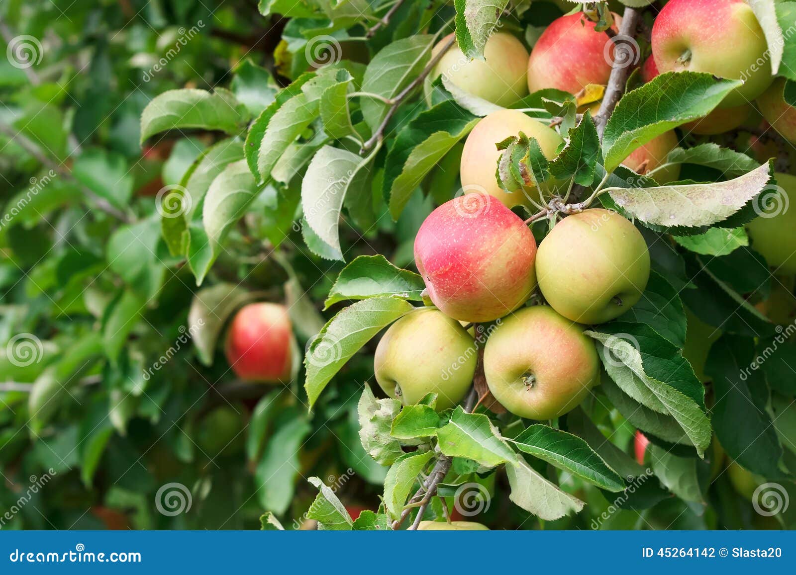 Apple tree in an orchard stock photo. Image of farming - 45264142