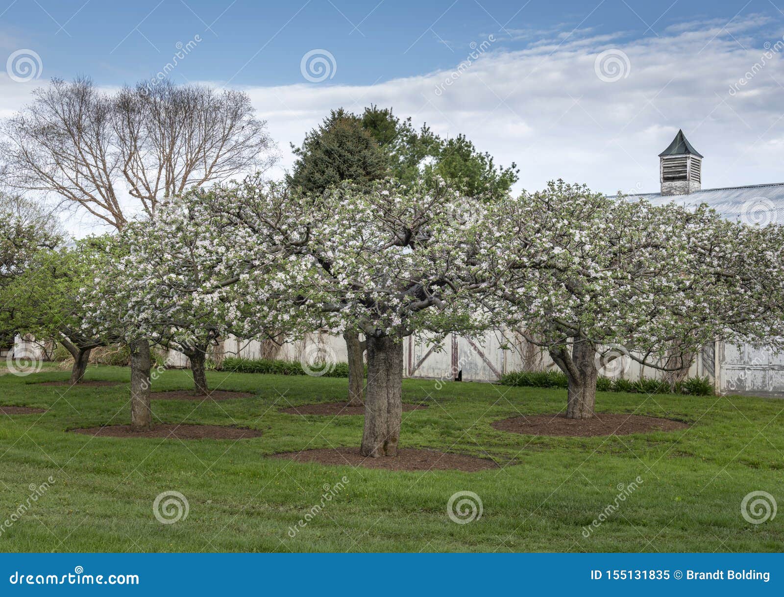 Apple Tree Orchard in the Hudson Valley Stock Image - Image of spring ...