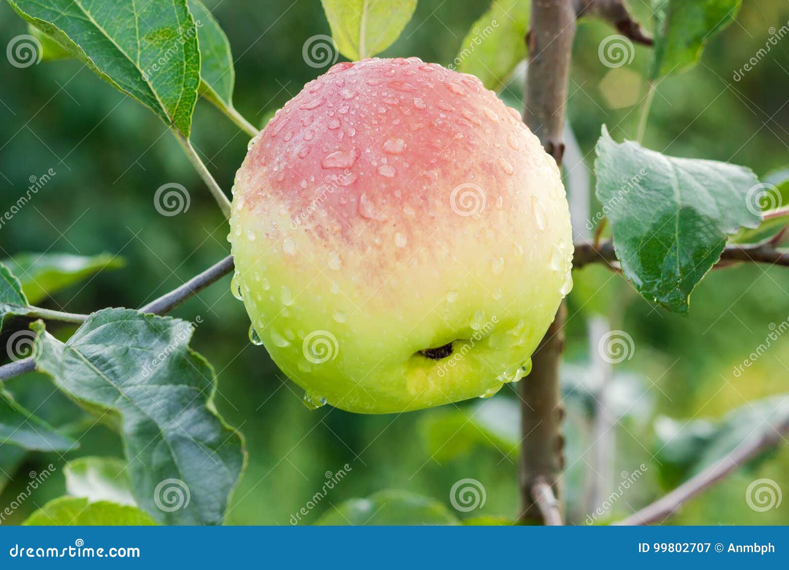 Apple on the Tree in an Orchard after Rain Closeup Stock Image - Image ...