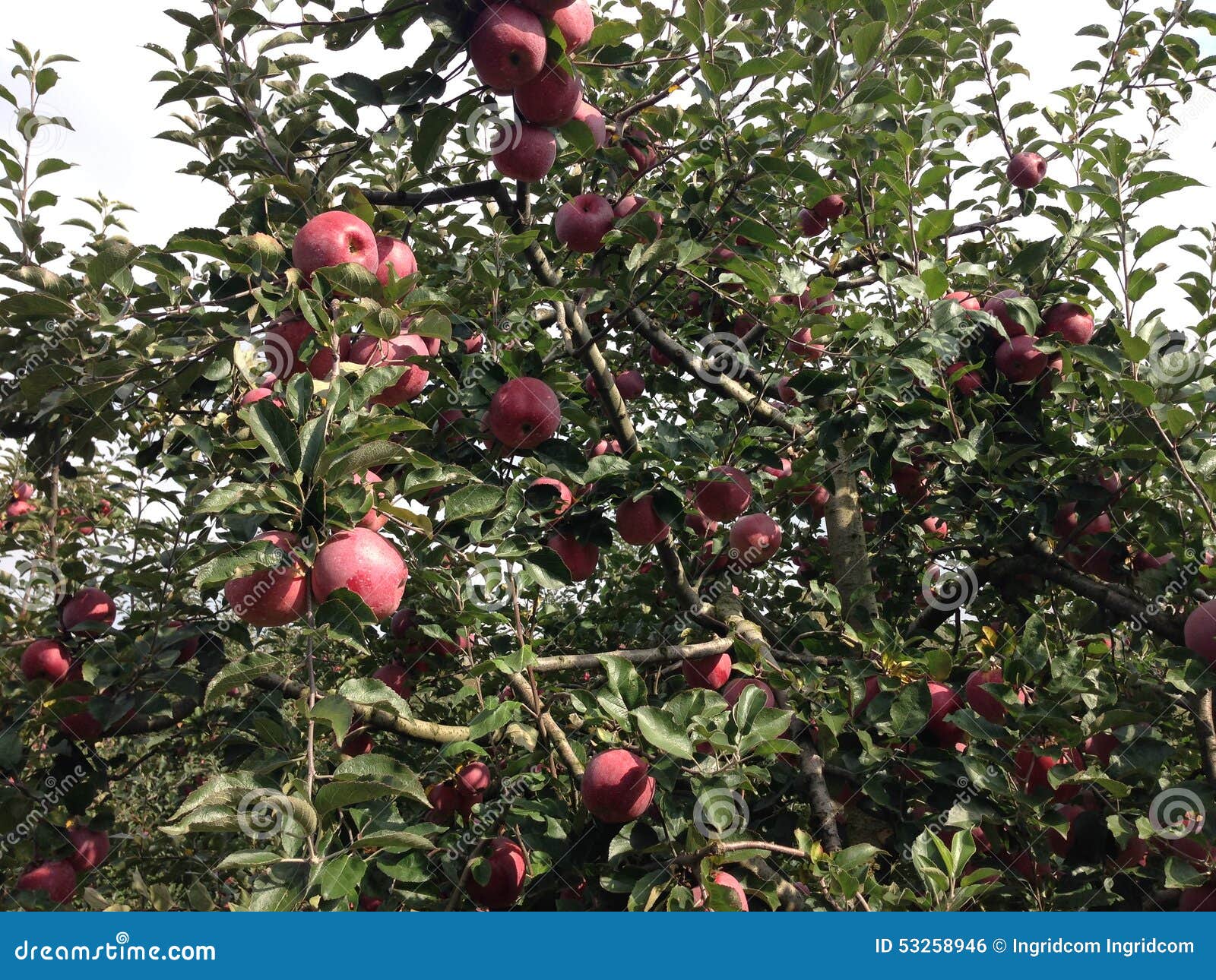 Apple tree orchard stock photo. Image of orchard, tree - 53258946