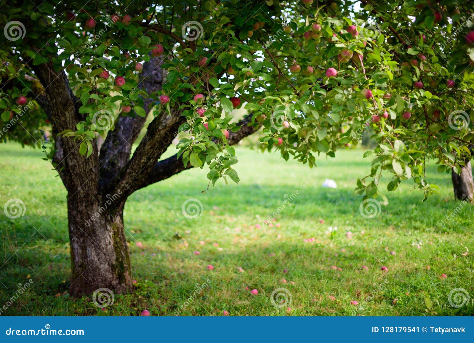 Apple Tree in the Apple Orchard Stock Image - Image of october, ripe ...