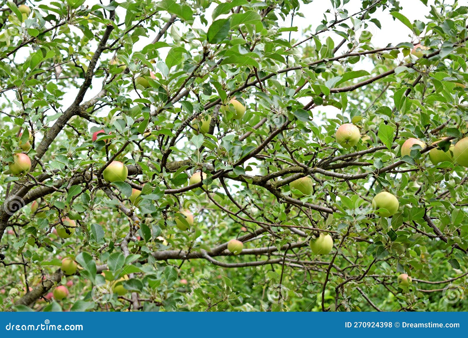Apple Tree. Apple Orchard. Apple Trees Stock Photo - Image of freshness ...