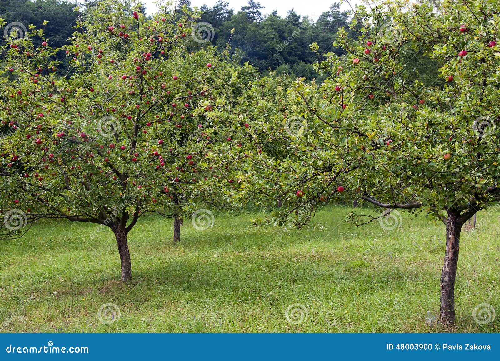 Apple tree orchard stock photo. Image of farm, horticulture - 48003900