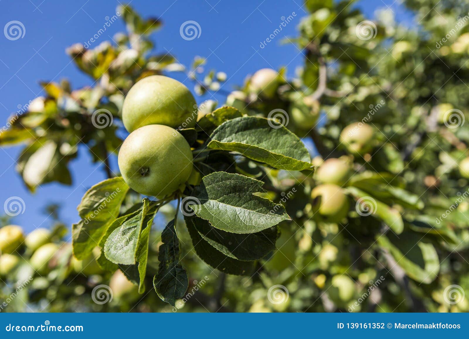 Apple Tree with a Two Apples Sharp in the Foreground Stock Photo ...