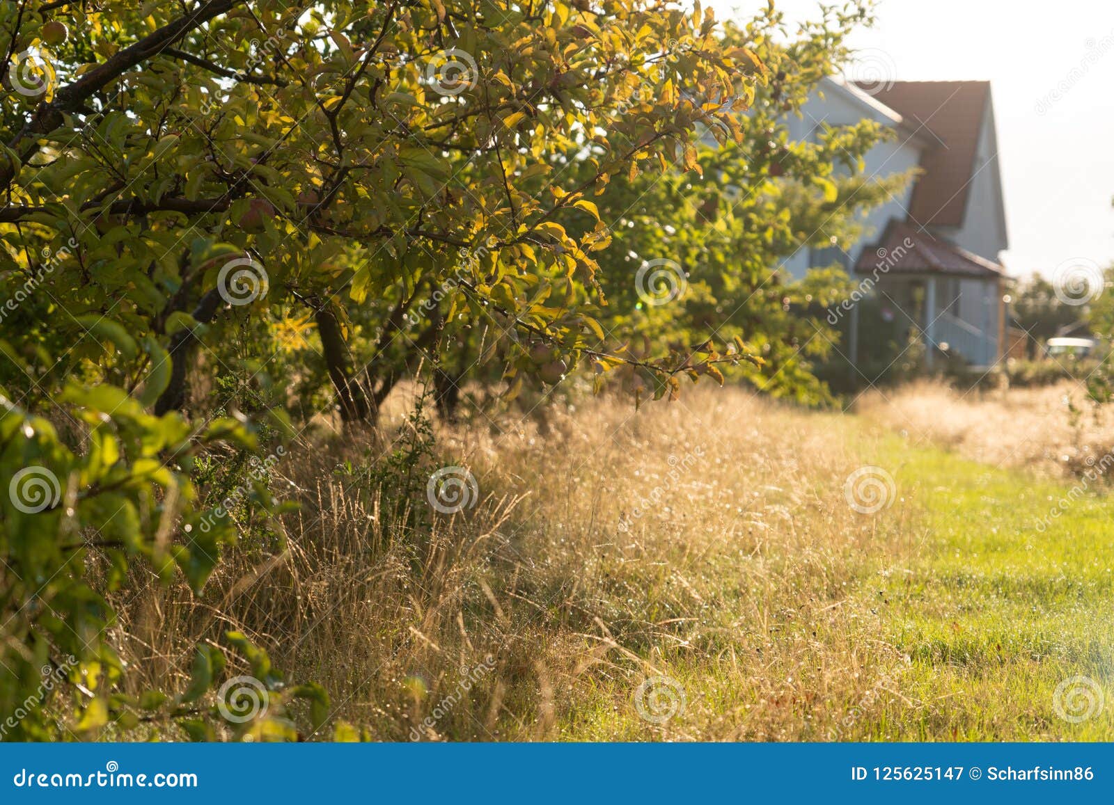 Apple on an Organic Fruit Farm Stock Image - Image of harvest ...