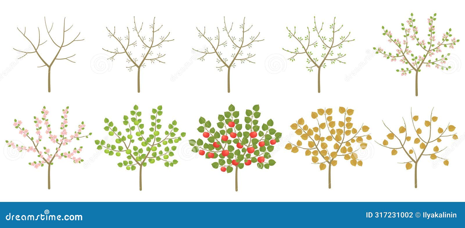 Apple Tree Phenological Development Stages Of Plants. Budding And ...
