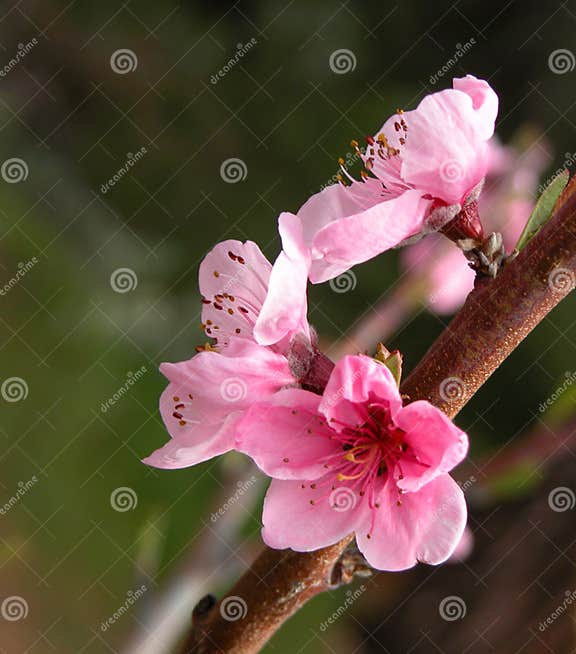 Apple tree ping Blossoms stock photo. Image of plant, gardening - 626552