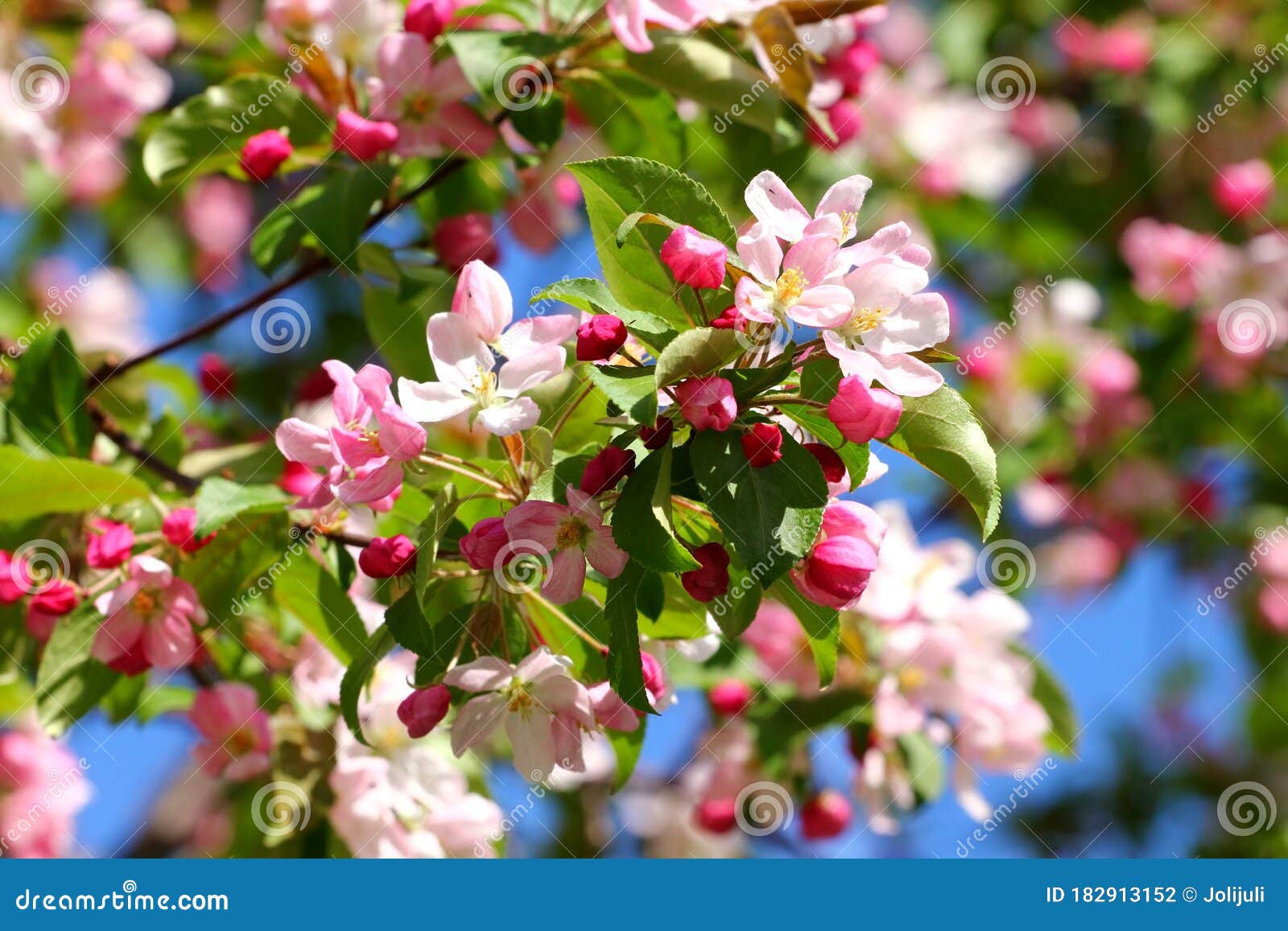 Apple tree pink flowers stock photo. Image of vivid - 182913152