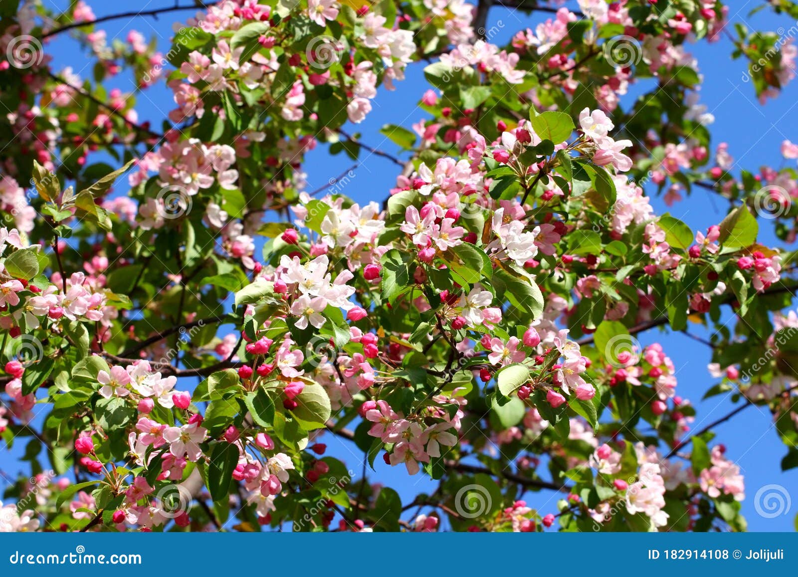 Apple tree pink flowers stock photo. Image of springtime - 182914108