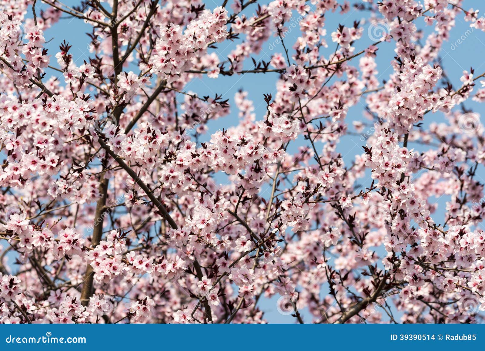 Apple Tree Pink Flowers Spring Blossom Stock Photo - Image of macro ...