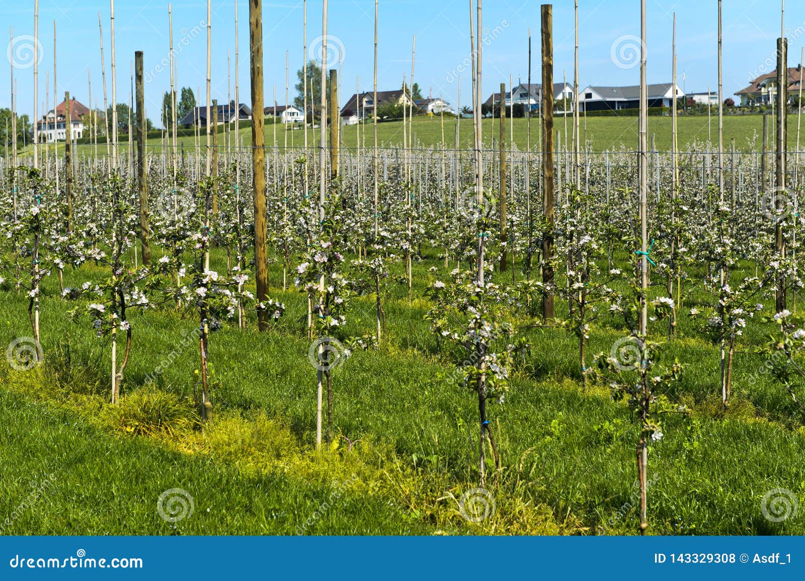 Apple Tree Plantation with Young Trees Stock Photo - Image of domestica ...