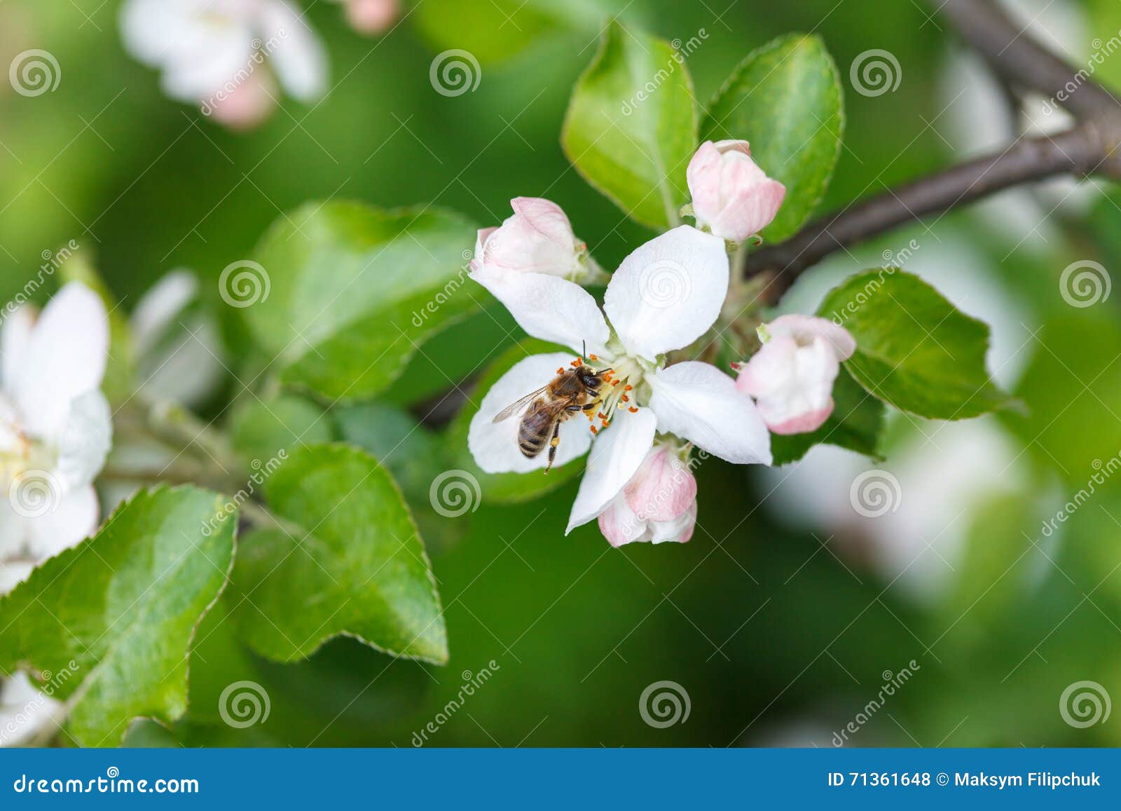 Apple tree pollinating stock photo. Image of fruit, closeup - 71361648