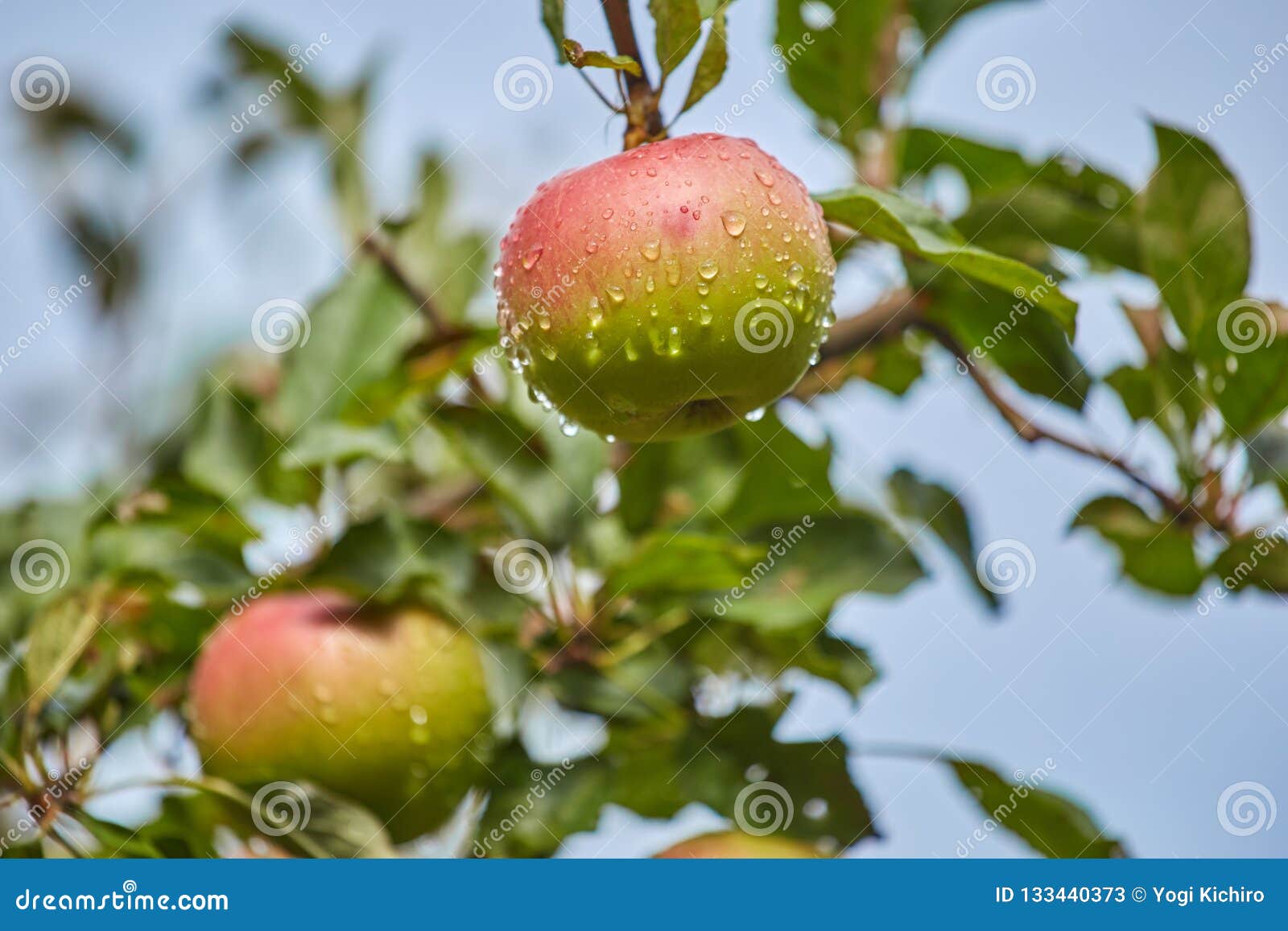 Apple on a tree after rain stock image. Image of nature - 133440373
