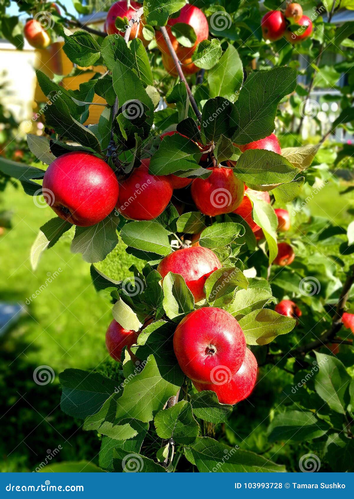 Apple tree stock photo. Image of vitamin, vitality, apple - 103993728