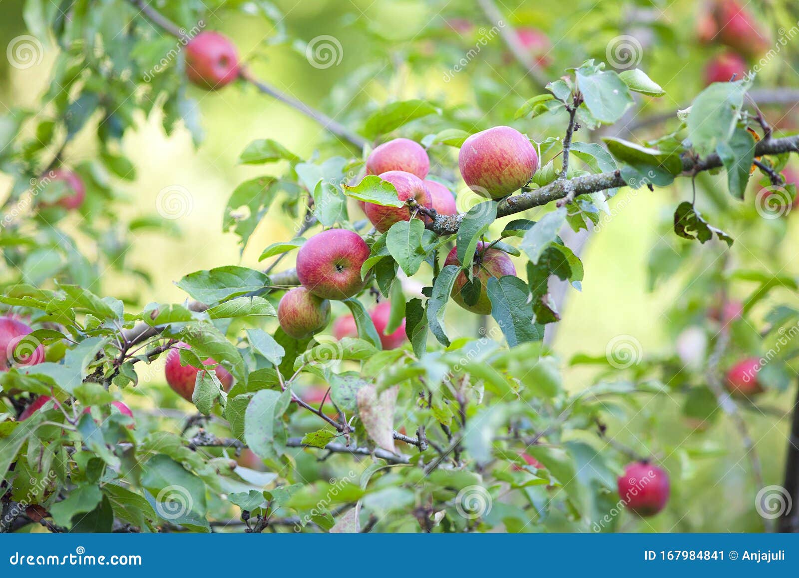 Apple tree with red apples stock image. Image of autumn - 167984841