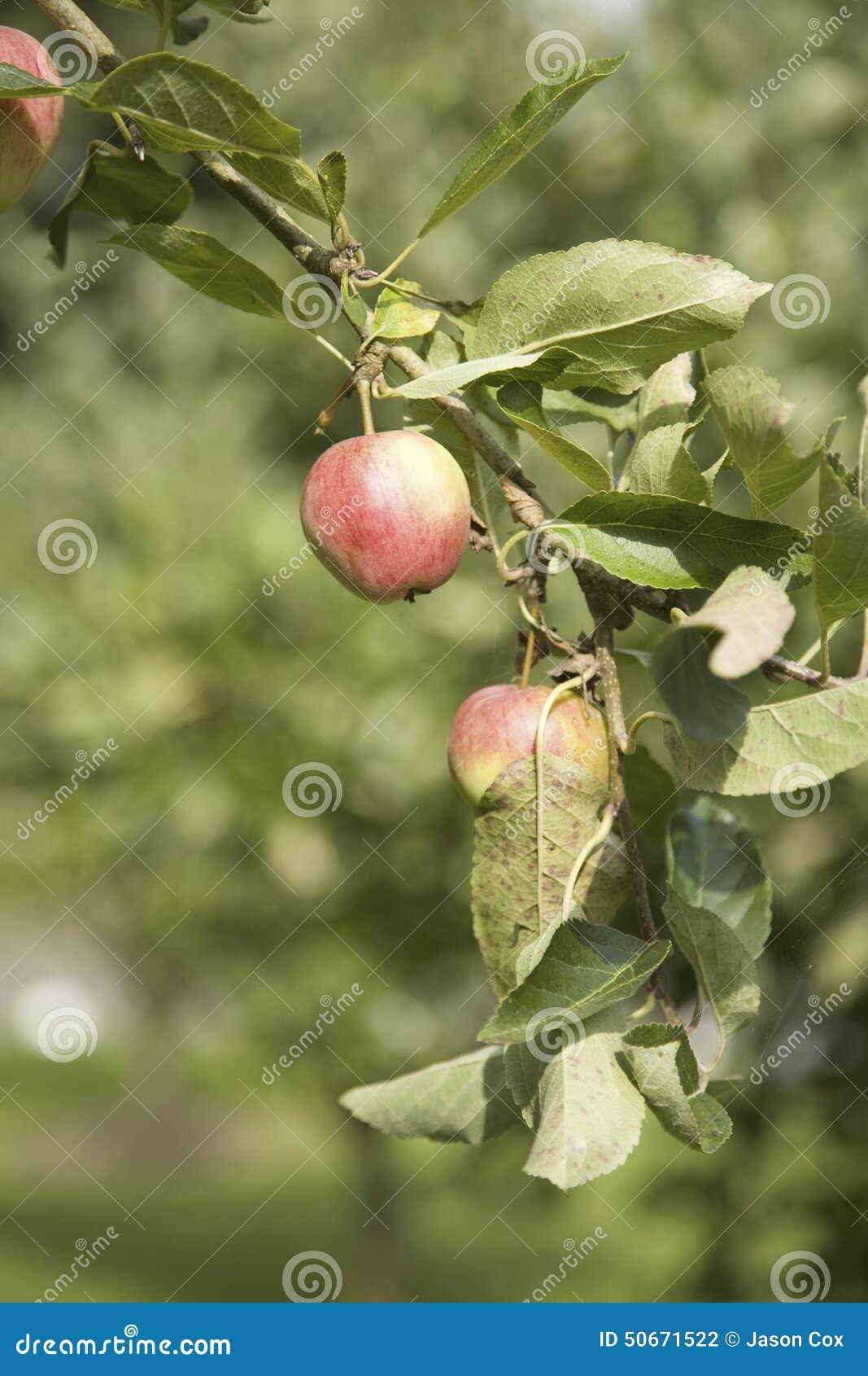 Apple Tree stock photo. Image of nature, vertical, apples - 50671522