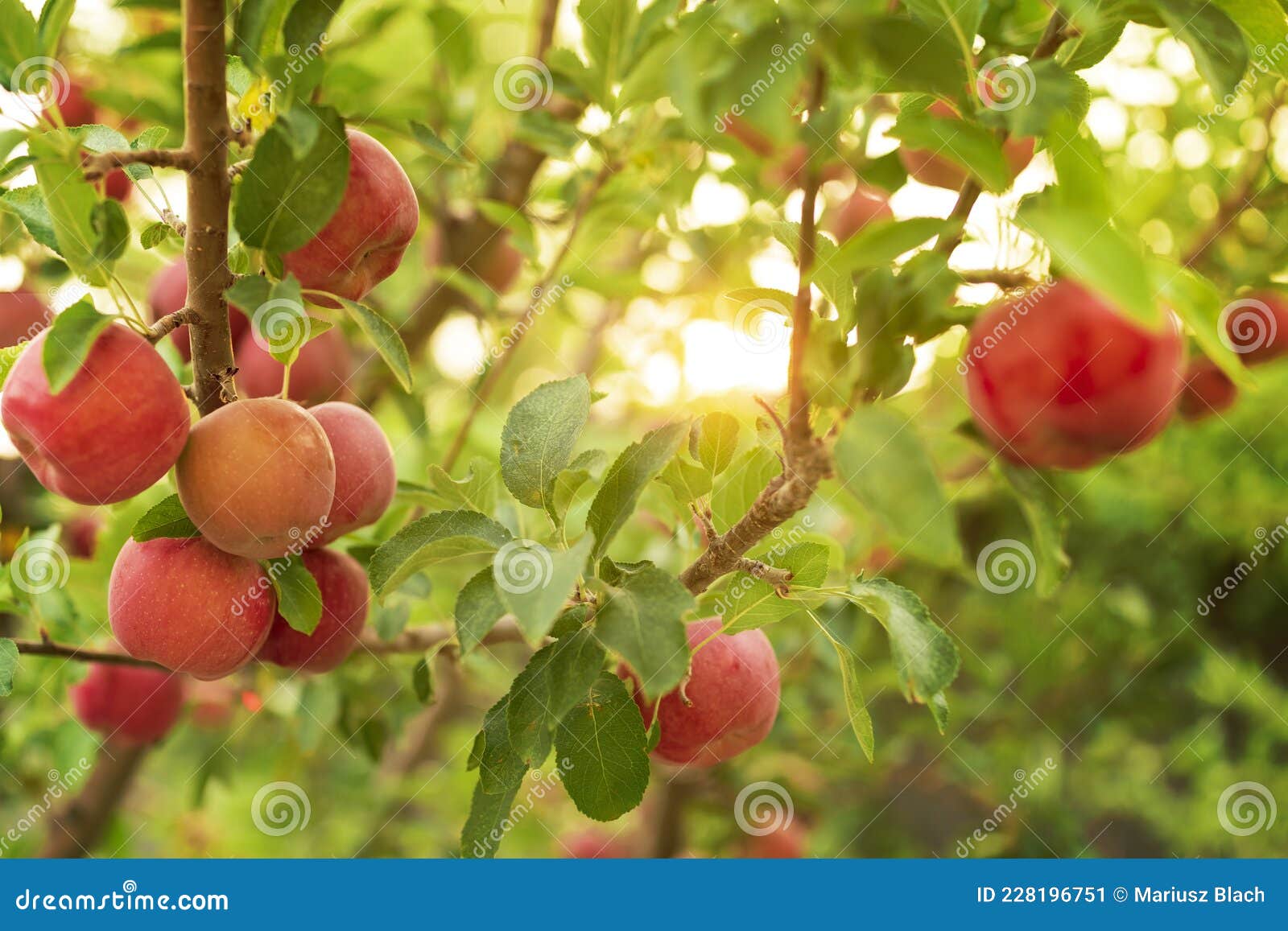 Apple tree with red apples stock image. Image of text - 228196751