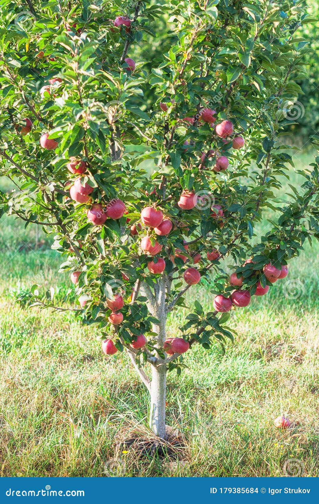 Apple tree stock photo. Image of farm, crop, organic - 179385684