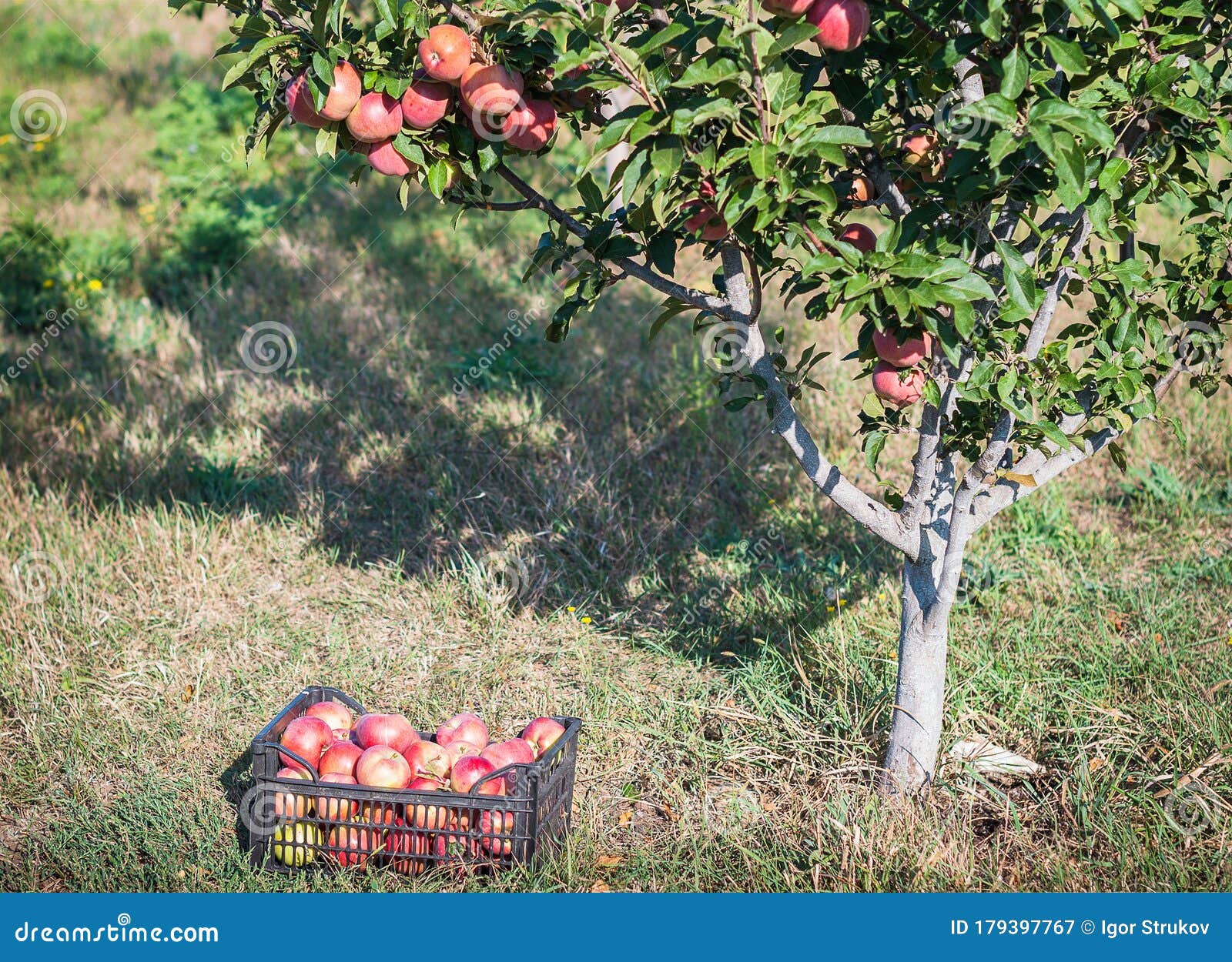 Apple Tree `Red Chief` with Apples Stock Image - Image of crop ...