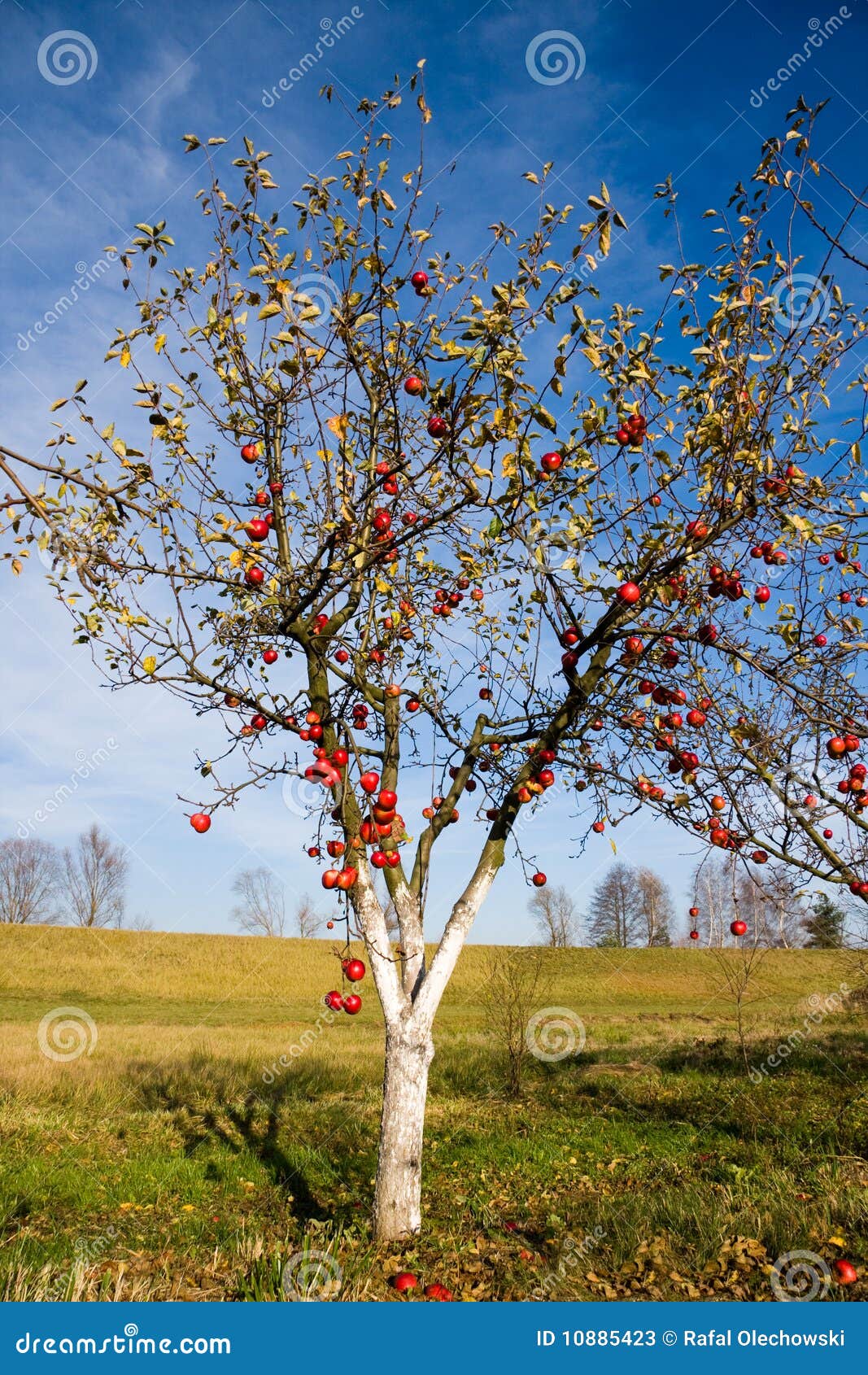 Apple tree with red fruits stock image. Image of green - 10885423