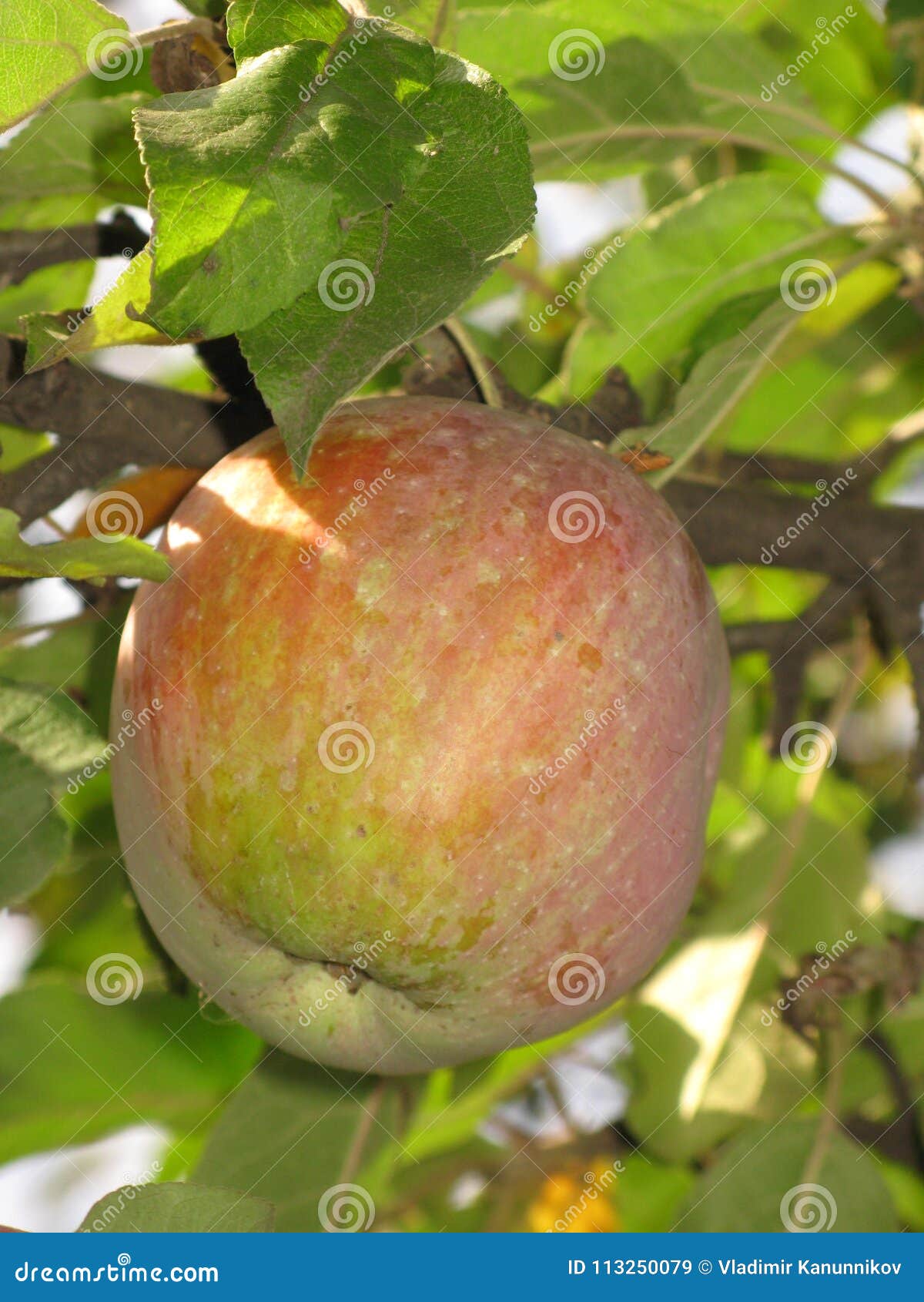 Apple on the tree stock image. Image of jummy, vertical - 113250079