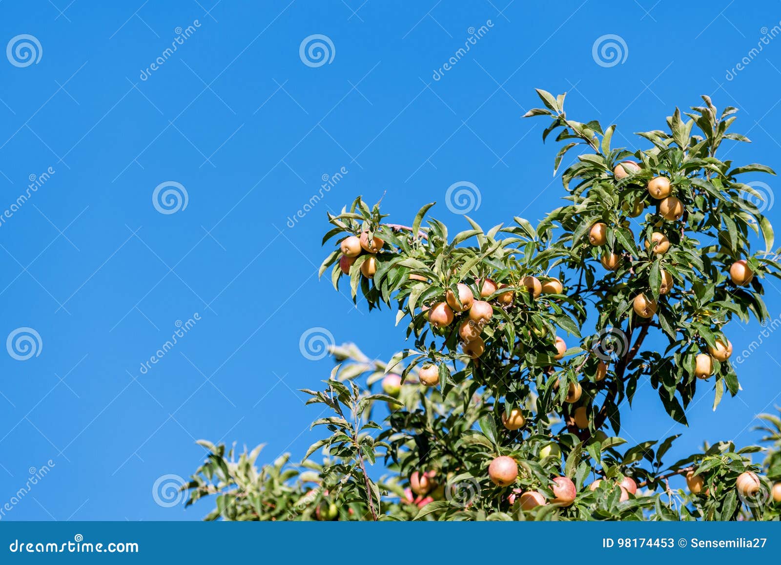 Apple Tree with Ripe Apples on Blue Sky Background Stock Image - Image ...