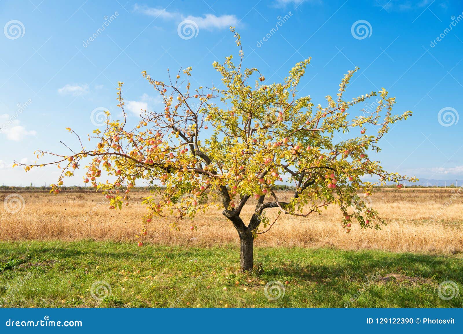 Apple Tree With Ripe Fruits On Branches Apple Harvest Concept Stock