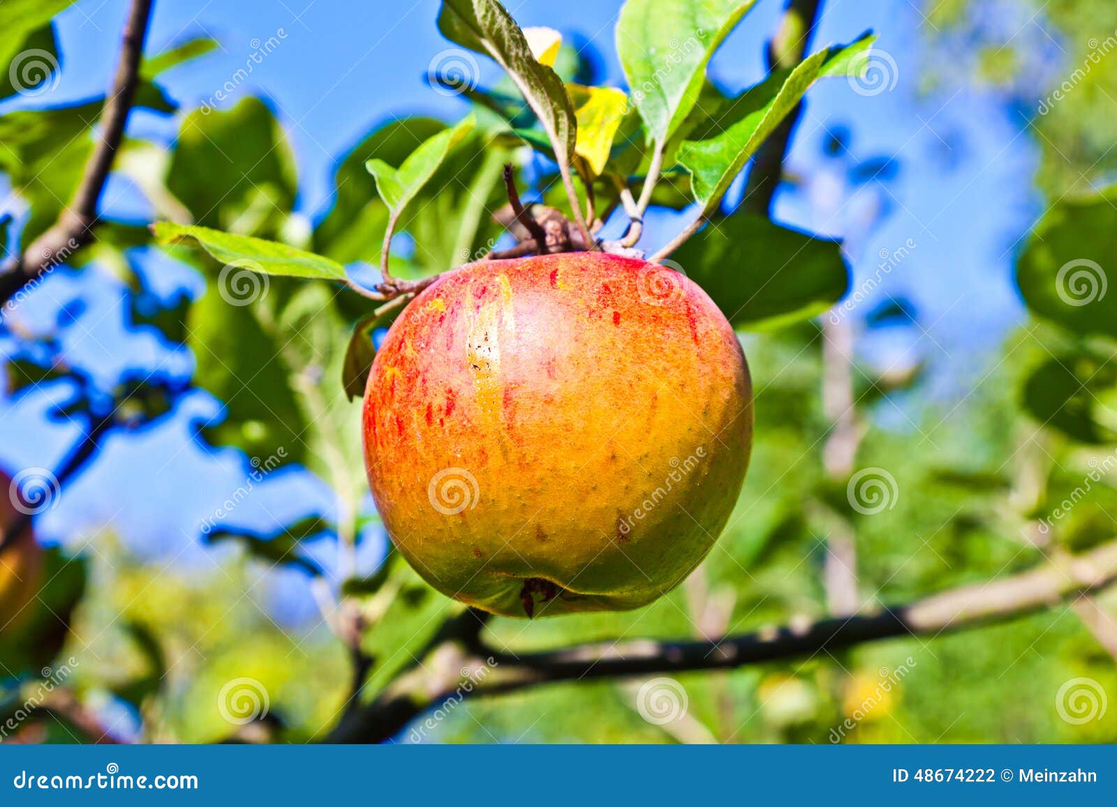Apple in a Tree stock photo. Image of blue, august, juicy - 48674222
