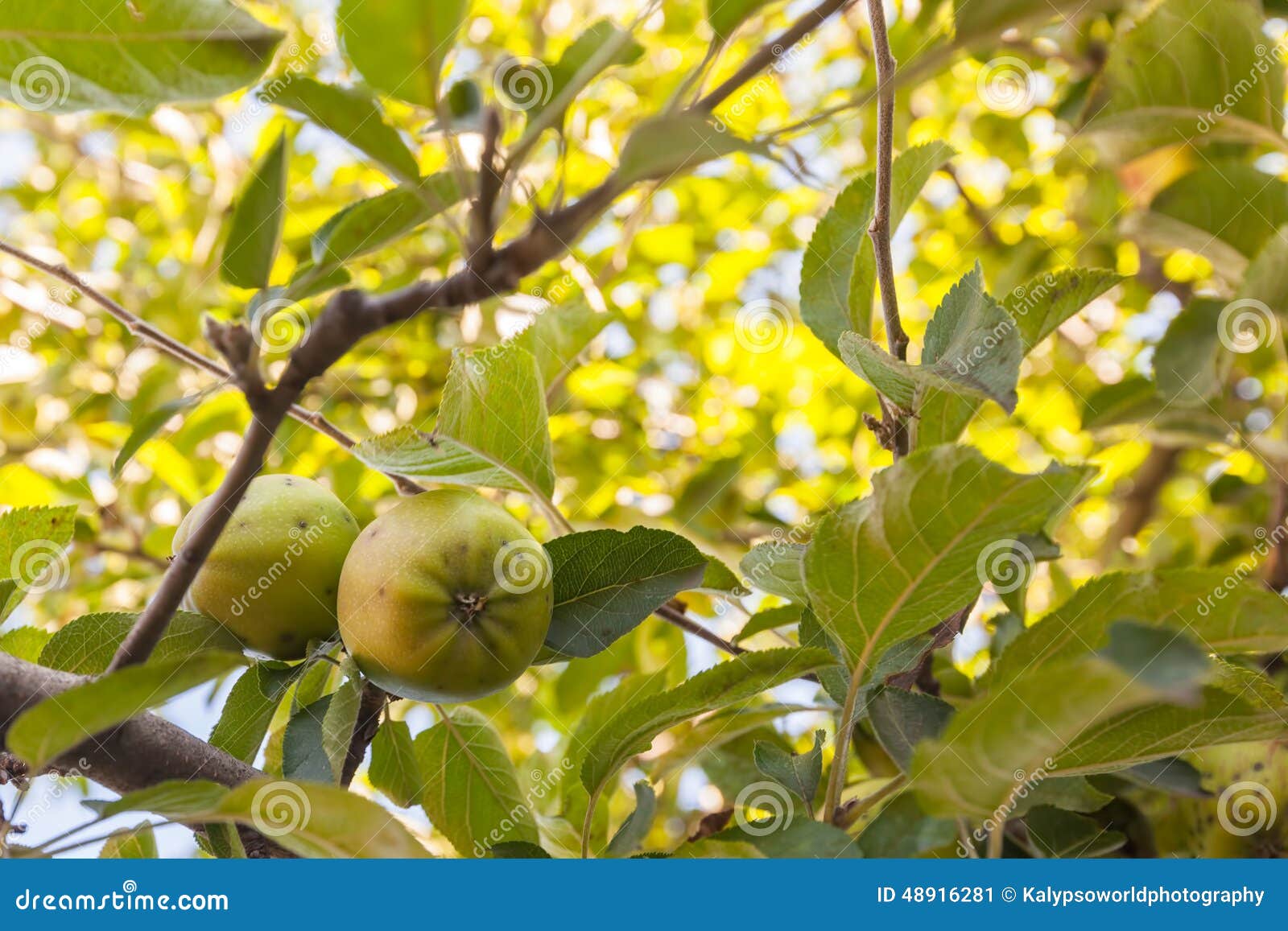 Apple Branch Tree stock image. Image of nutrition, nature - 48916281