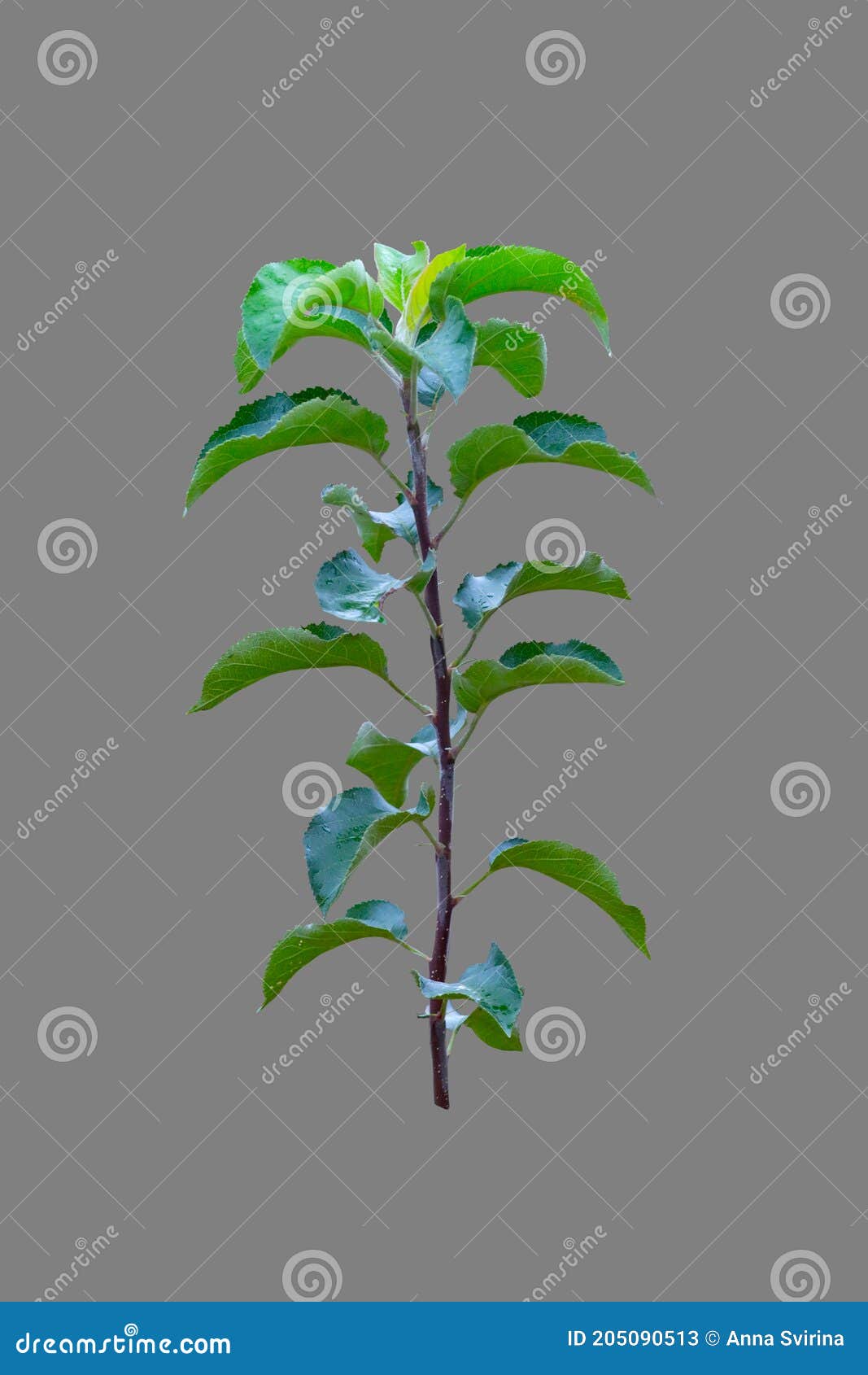 Apple tree sapling branch stock image. Image of young - 205090513