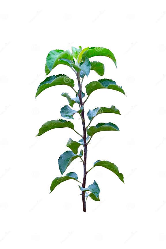 Apple tree sapling branch stock photo. Image of leaves - 204994398