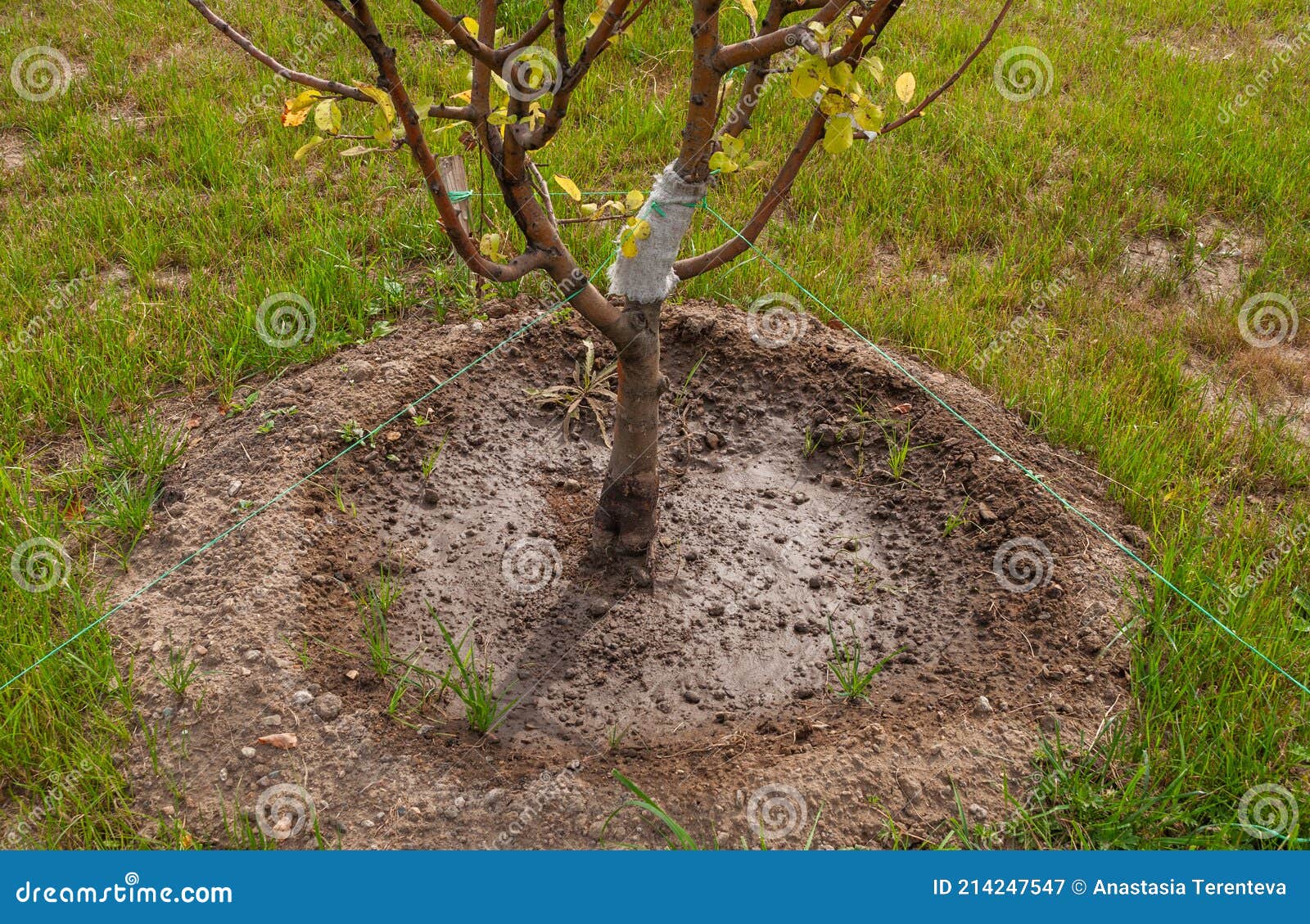 Apple Tree Sapling in the Park Stock Image - Image of leaf, ground ...