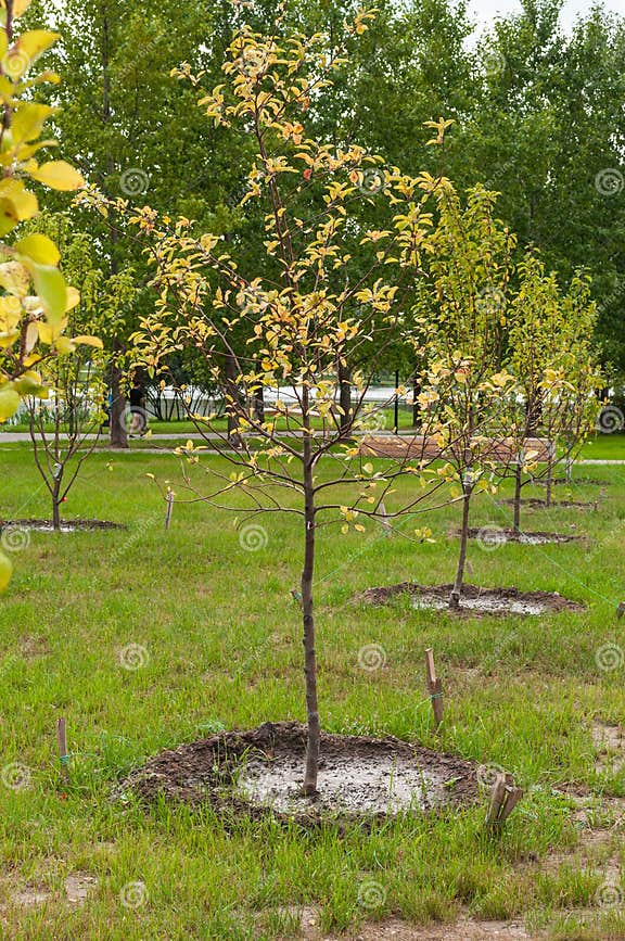 Apple Tree Sapling in the Park Stock Photo - Image of beautiful, park ...