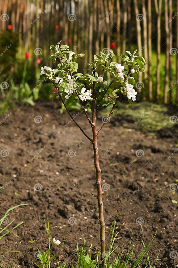 The Apple Tree Seedling Blooms in Spring Stock Image - Image of blooms ...