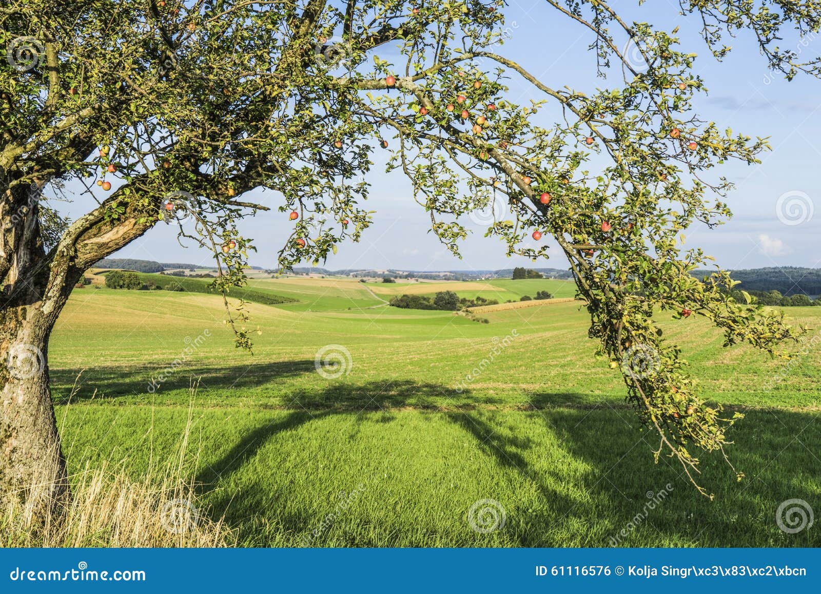 Apple tree in September stock photo. Image of floral - 61116576