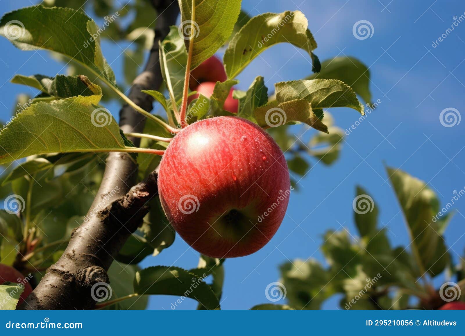 An Apple Tree Shedding Its First Apple Fruit Stock Illustration ...