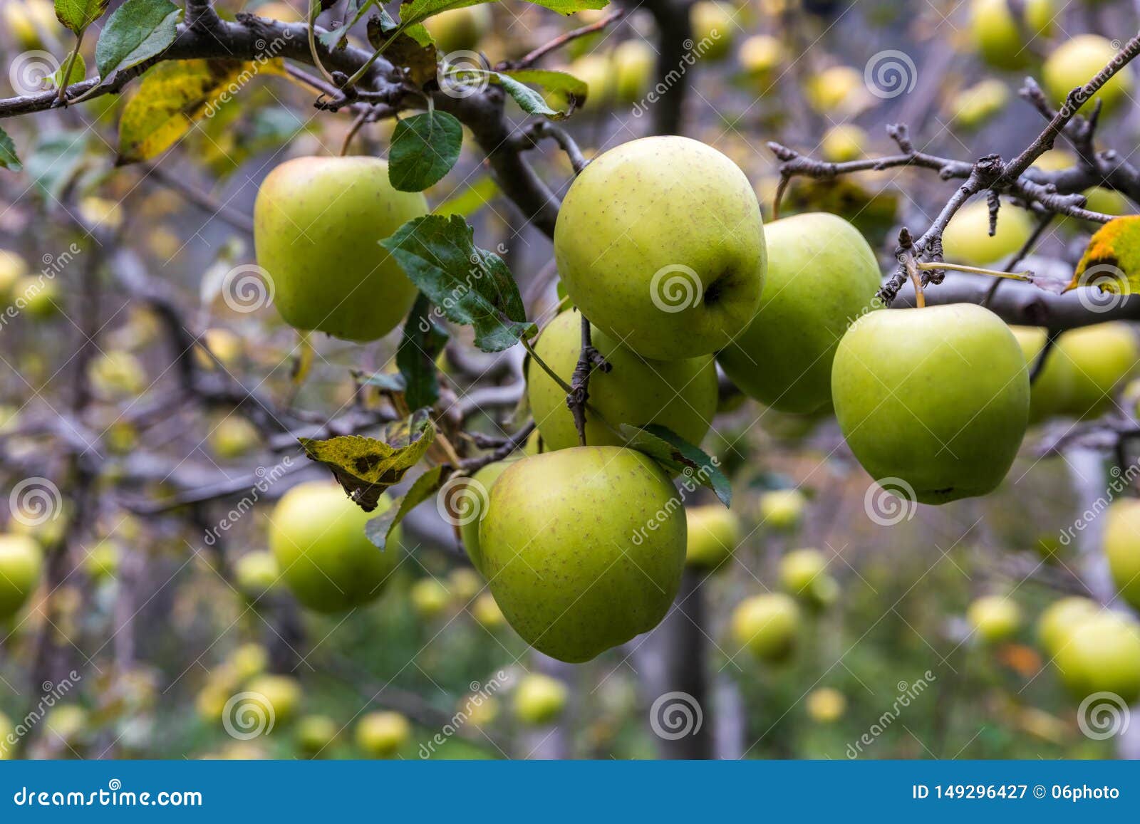 Apple on Tree in Sichuan China Stock Image - Image of citrus, asia ...