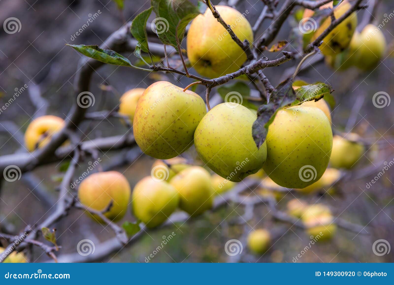 Apple on Tree in Sichuan China Stock Photo - Image of focus, garden ...
