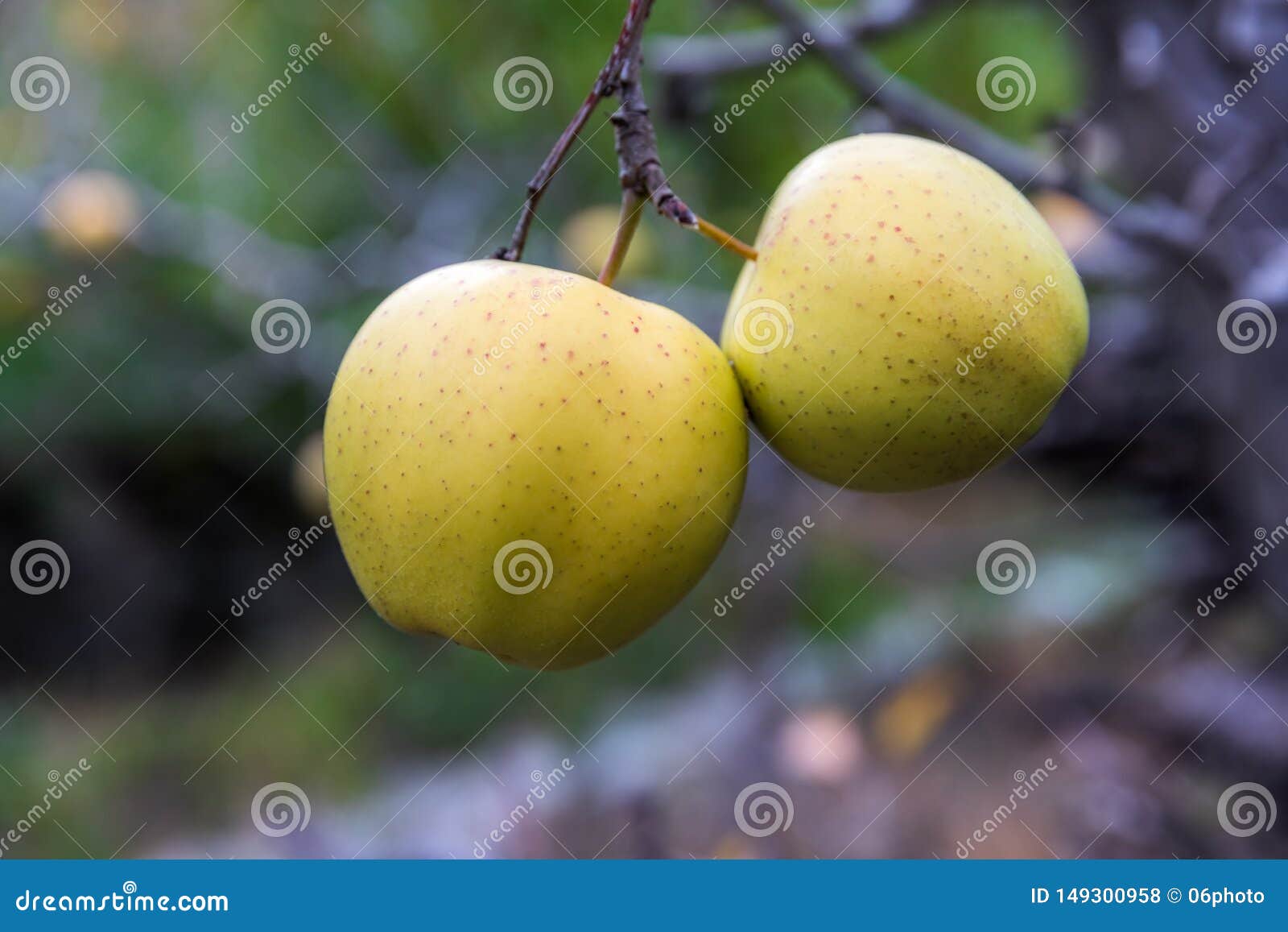 Apple on Tree in Sichuan China Stock Photo - Image of fruit, close ...