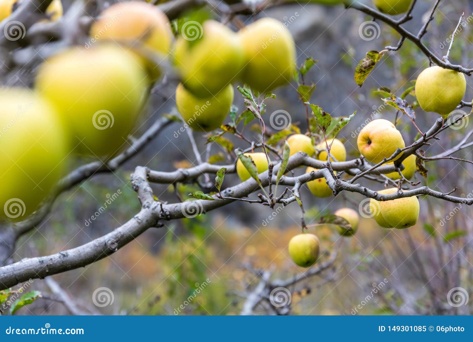 Apple on Tree in Sichuan China Stock Image - Image of green, nature ...