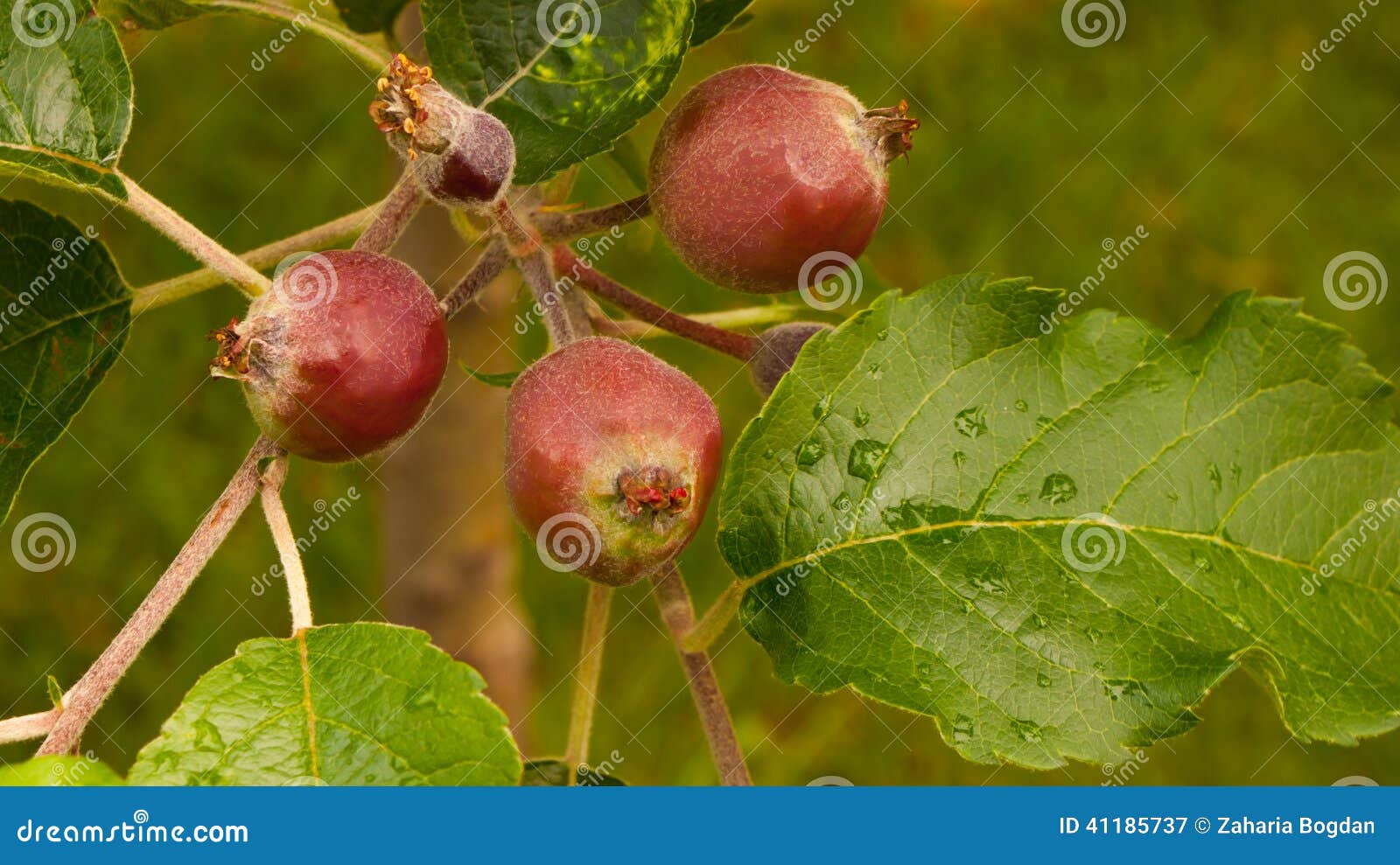 Apple Tree with Small Growing Apples Stock Image - Image of fresh ...